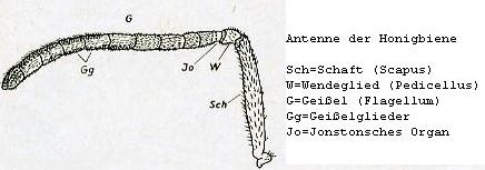 Die Sinnesleistungen der Bienen